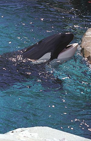 Killer whale Facts for Kids