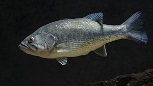 Largemouth bass Facts for Kids