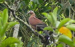 Pale-capped pigeon Facts for Kids