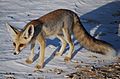 Vulpes Facts for Kids