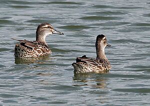 Garganey Facts for Kids