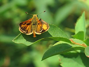 Sandhill skipper Facts for Kids