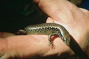 Whitaker's skink Facts for Kids