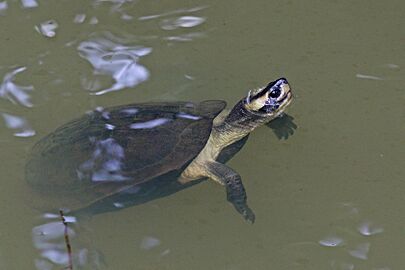 Indian black turtle Facts for Kids