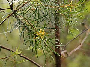 Persoonia virgata Facts for Kids