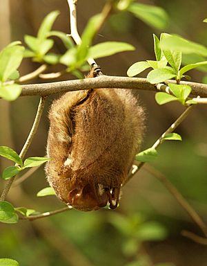 Bats of Canada Facts for Kids