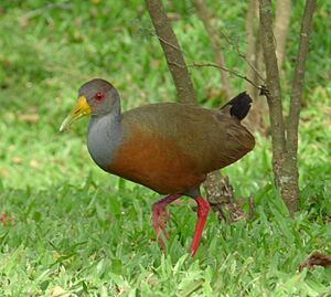 Grey-cowled wood rail Facts for Kids