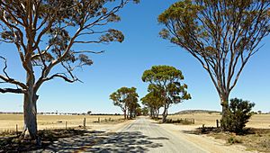 Wheatbelt (Western Australia) Facts for Kids