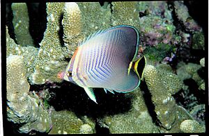 Triangle butterflyfish Facts for Kids