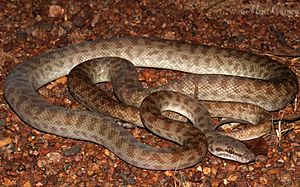 Children's python Facts for Kids