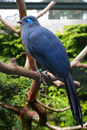 Blue coua Facts for Kids