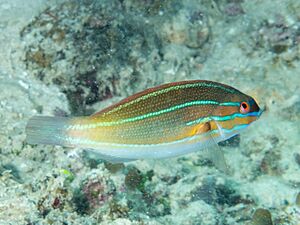 Blue-ribbon wrasse Facts for Kids
