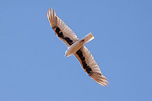 Letter-winged kite Facts for Kids