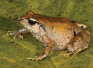 Common squeaker Facts for Kids