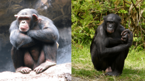 Bonobo Facts for Kids