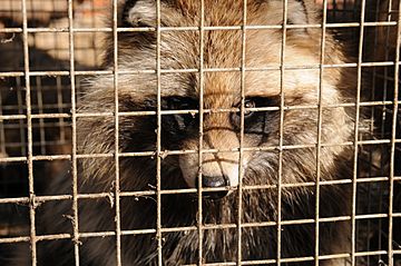 Environmental impacts of fur farming Facts for Kids