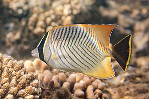 Chevron butterflyfish Facts for Kids
